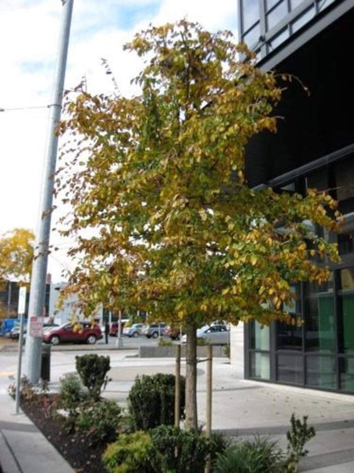 Ulmus 'Morton Glossy' | Triumph® Elm | Jim Whiting Nursery Ulmus 'Morton Glossy' | Triumph® Elm | Jim Whiting Nursery