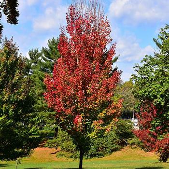 Acer rubrum 'Red Rocket'