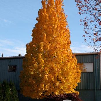 Thousands of Plants | Jim Whiting Nursery
