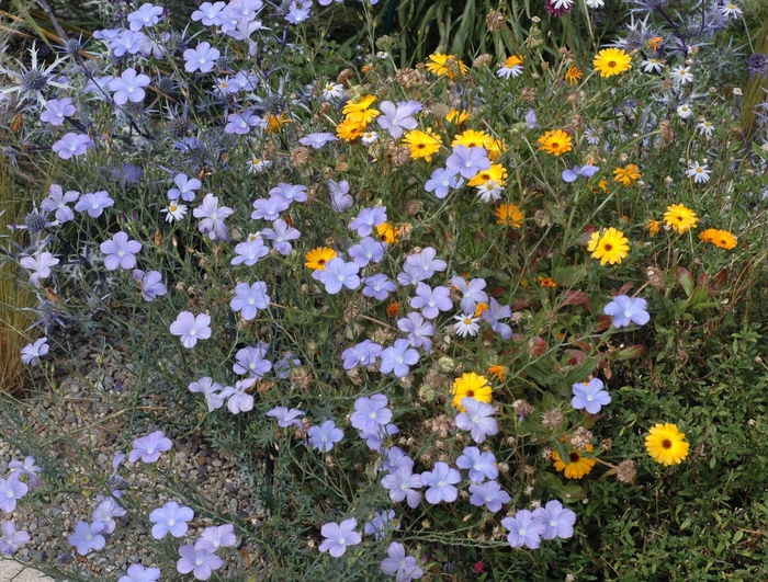Linum perenne 'Sapphire' | Flax | Jim Whiting Nursery