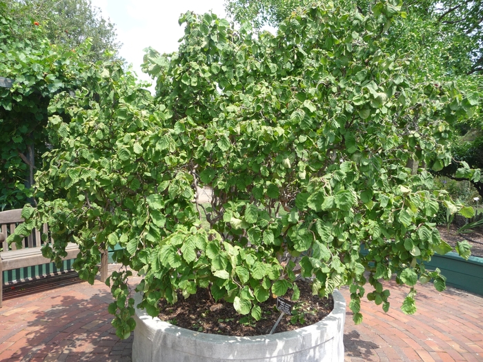 Corylus avellana 'Contorta' | Harry Lauder's Walking Stick | Jim ...