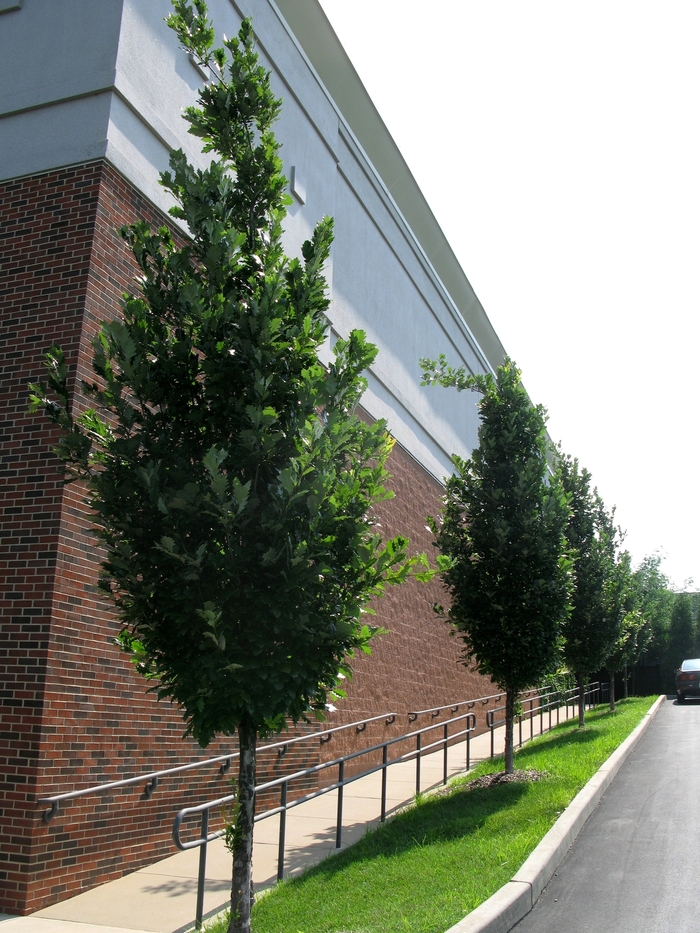 Quercus X warei 'Long' | Regal Prince® Oak | Jim Whiting Nursery