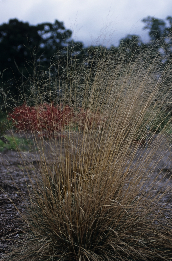Deschampsia caespitosa 'Schottland' | Scotland Tufted Hair Grass | Jim ...