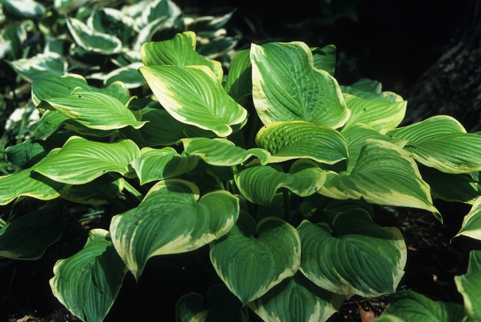 Hosta 'Fragrant Bouquet' | Plantain Lily | Jim Whiting Nursery