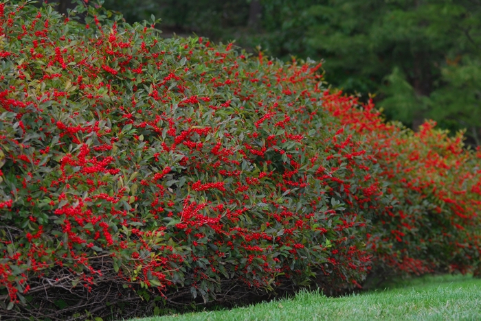 Ilex verticillata 'Red Sprite' | Red Sprite Winterberry | Jim Whiting ...