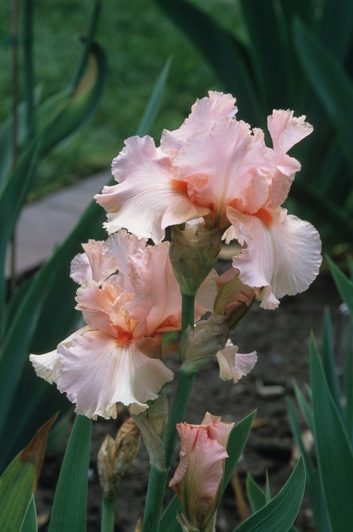 Iris germanica 'October Splendor' | Bearded Iris | Jim Whiting Nursery