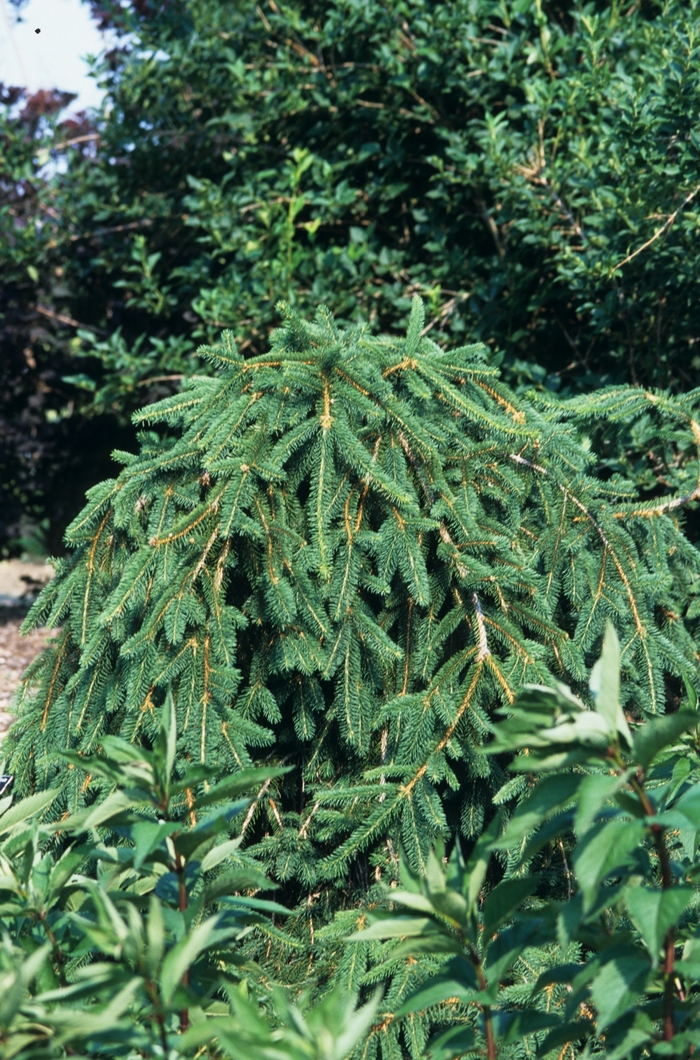 Picea abies 'Pendula' | Weeping Norway Spruce | Jim Whiting Nursery