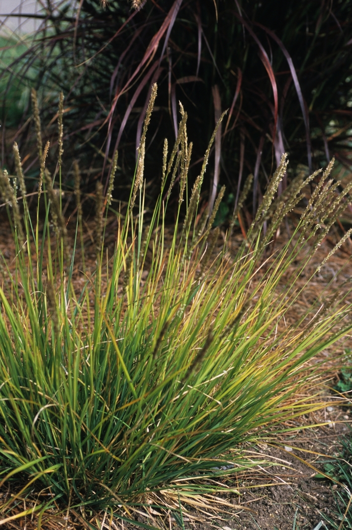 Sesleria autumnalis | Autumn Moor Grass | Jim Whiting Nursery