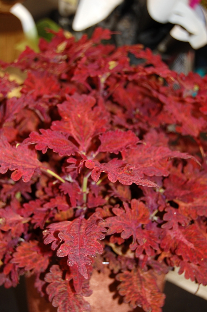 Coleus hybrida 'Stained Glassworks™ Copper' | Coleus | Jim Whiting Nursery