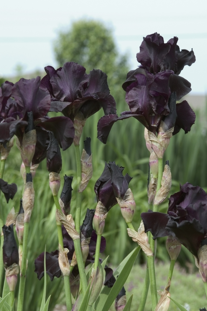 Iris 'Before the Storm' | Iris-Tall Bearded | Jim Whiting Nursery