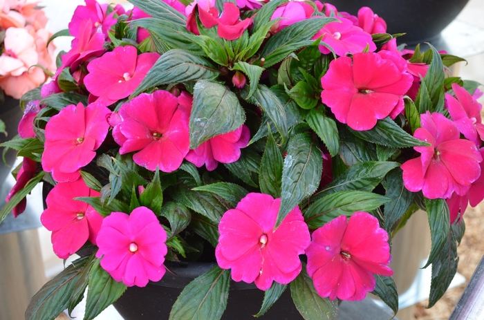Impatiens 'Magnum Purple' | New Guinea Impatiens | Jim Whiting Nursery