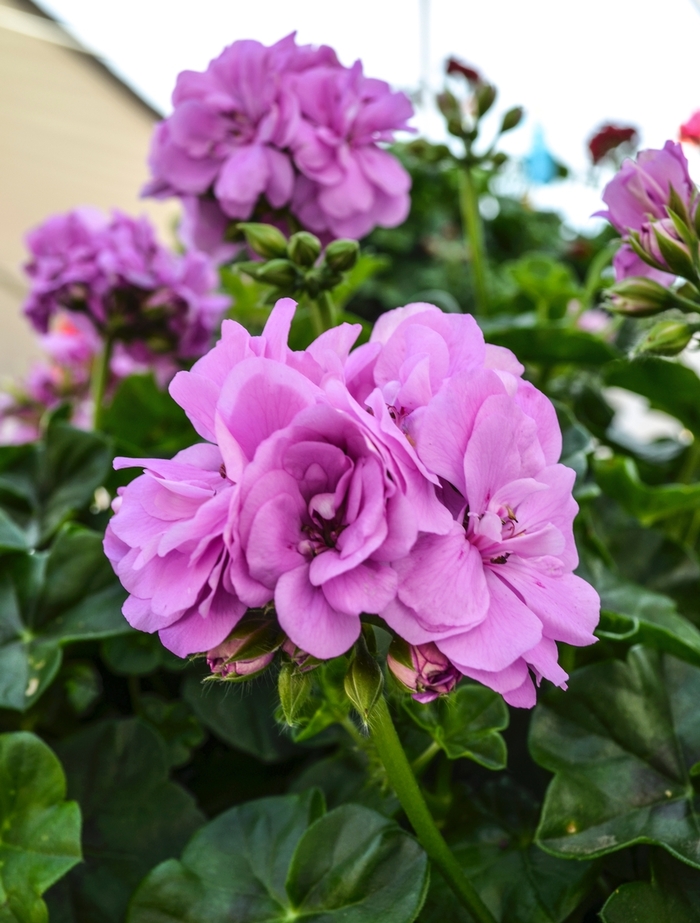 Pelargonium peltatum 'Red Fox Great Balls of Fire Lavender' | Geranium ...