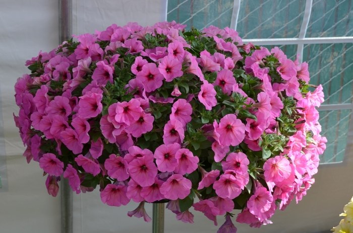 Petunia 'Potunia Plus Pinkalicious' | Petunia | Jim Whiting Nursery