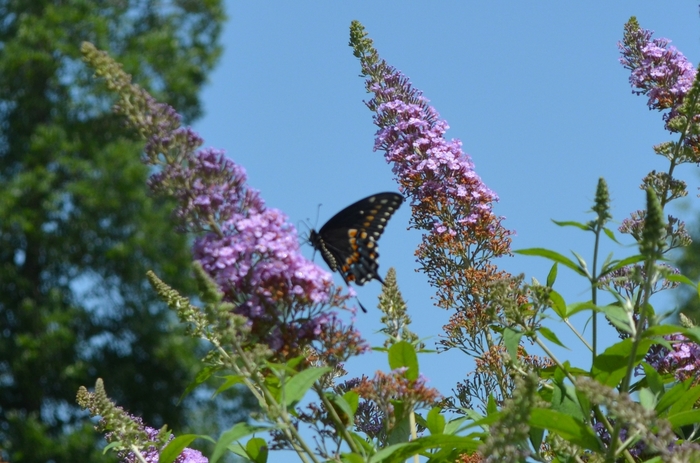 Buddleia Buzz Sky Blue | Butterfly Bush | Jim Whiting Nursery