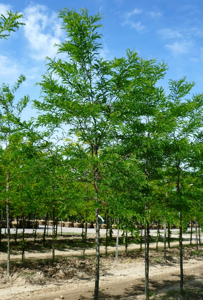 Gleditsia triacanthos var. inermis 'Impcole' | Imperial® Honeylocust ...