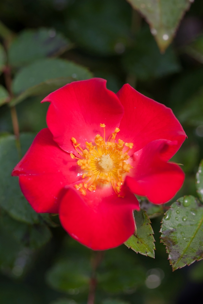 Rosa 'Screaming Neon Red' | Screaming Neon Red™ Rose | Jim Whiting Nursery