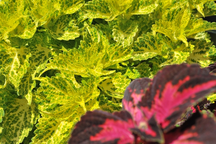 Coleus 'River Walk' | Main Street Coleus | Jim Whiting Nursery