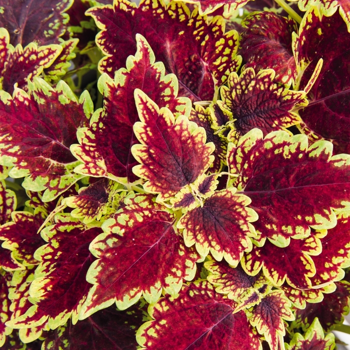 Coleus 'Oxford Street' | Main Street Coleus | Jim Whiting Nursery