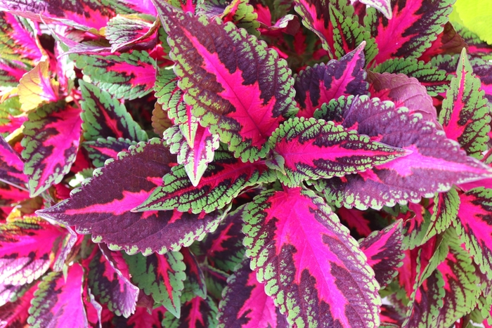 Coleus 'Ruby Road' | Main Street Coleus | Jim Whiting Nursery