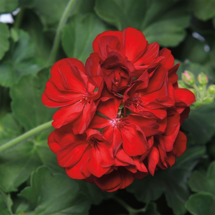 Pelargonium 'Calliope® Large Dark Red' | Interspecific Geranium | Jim ...