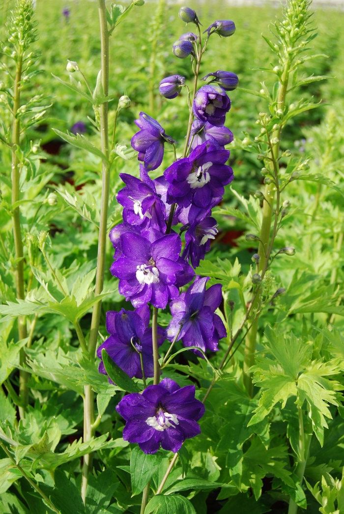 Delphinium elatum cultorum 'Aurora Deep Purple | Delphinium | Jim ...