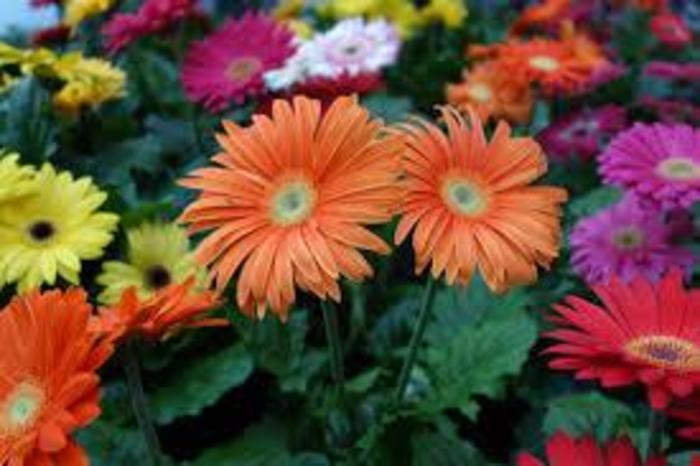 Gerbera Daisy Varieties | Gerbera Daisy | Jim Whiting Nursery