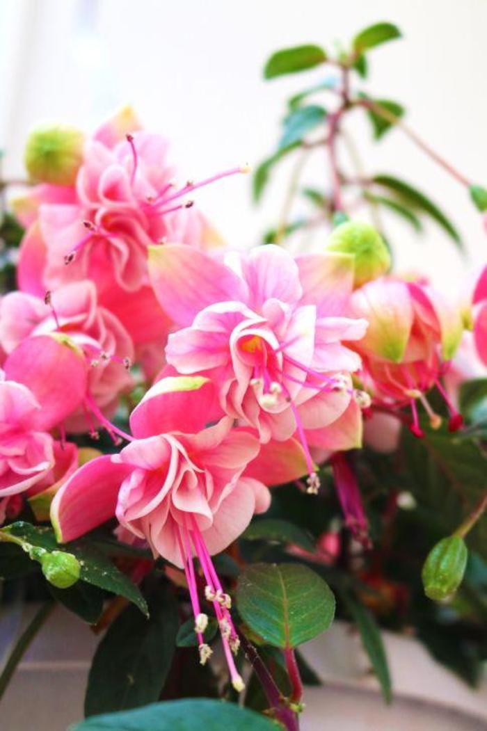 Fuchsia Trailing 'Southgate' | Fuchsia | Jim Whiting Nursery