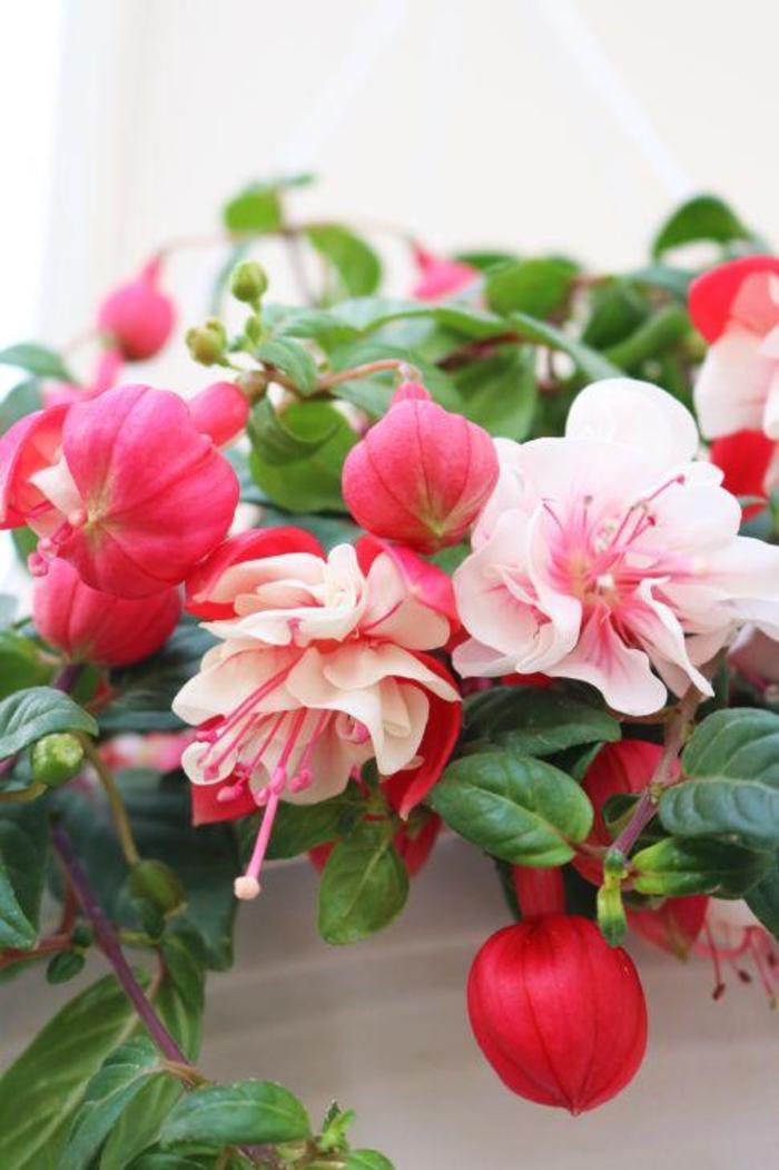 Fuchsia 'Swingtime' | Fuchsia | Jim Whiting Nursery