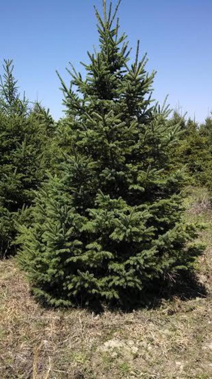 Picea glauca | White Spruce | Jim Whiting Nursery
