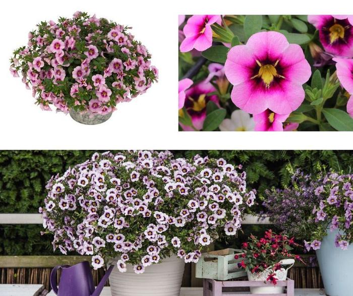 Calibrachoa 'Bloomtastic Series' | Calibrachoa | Jim Whiting Nursery