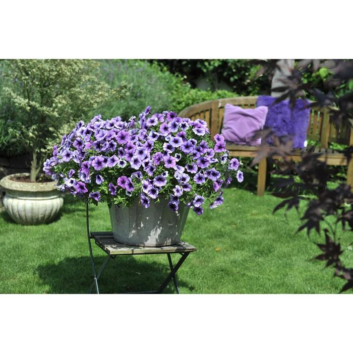 Petunia | Petunia 'Potunia® Plus Denim' | Jim Whiting Nursery