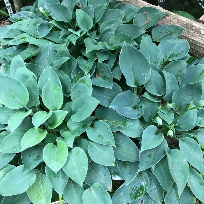 Hosta | Fragrant Blue | Jim Whiting Nursery