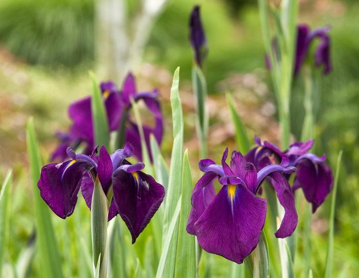 Iris ensata 'Variegata' | Striped Japanese Iris | Jim Whiting Nursery