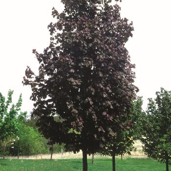 Shade Trees | Jim Whiting Nursery