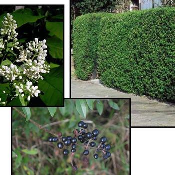Shrubs Flowering | Jim Whiting Nursery